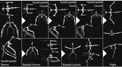 Comparative Poses Derived From The Averaged Joint Angles Presented In