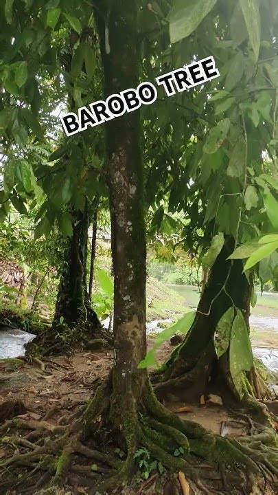 Barobo Tree Youtube