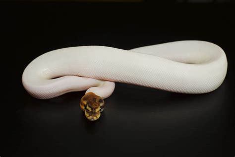Panda Pied Ball Python Animal Facts Python Regius A Z Animals