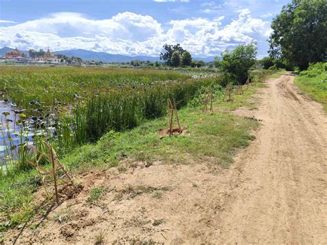 လဲချားမြို့နယ် သဘာဝပတ်ဝန်းကျင်ထိန်းသိမ်းရေးအတွက် သစ်ပင် များ စိုက်ပျိုးထားရှိရန် Treeguardများ