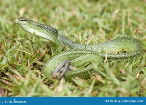 Magnifique Serpent De Lîle Borneo Photo Stock Image Du Beau Aimé