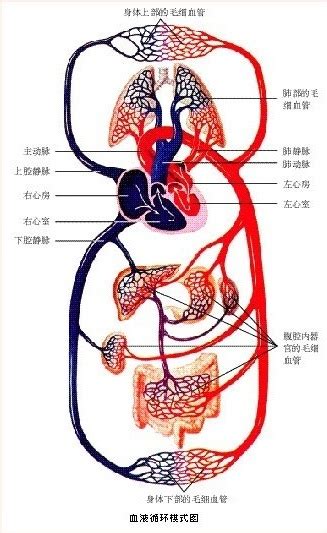 体循环图册 360百科