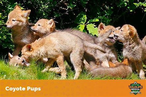 Coyote Mating Season Aaac Wildlife Removal