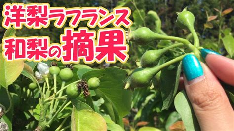 魔女畑で洋梨ラフランスと和梨の摘果と実の違い黒猫魔術店 YouTube