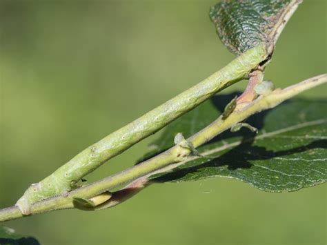 Peppered Moth Butterfly Conservation