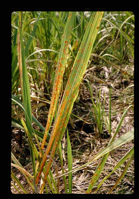 Sugar Cane Rust Jircas Photo Archive Jirca Flickr