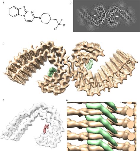 Cryo Em Map Of Ad Tau Phf With Density For Bound Gtp 1 A Chemical Download Scientific Diagram