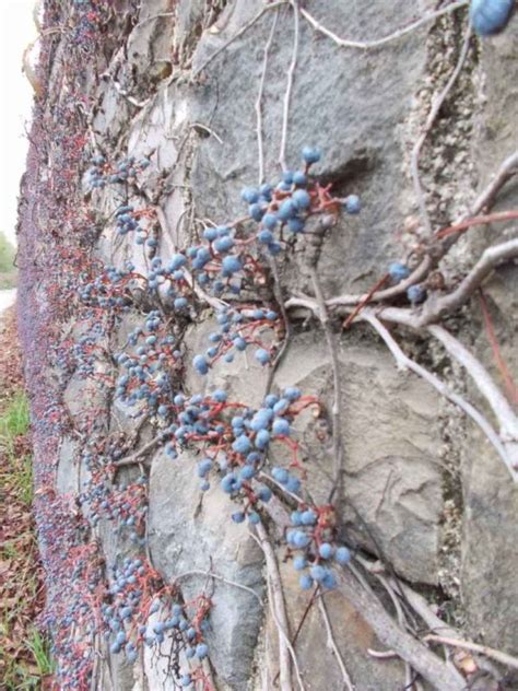 Foto DeŽela RefoŠka 2016 Planinsko Društvo Ptuj Foto DeŽela RefoŠka 2016 Planinsko Društvo Ptuj