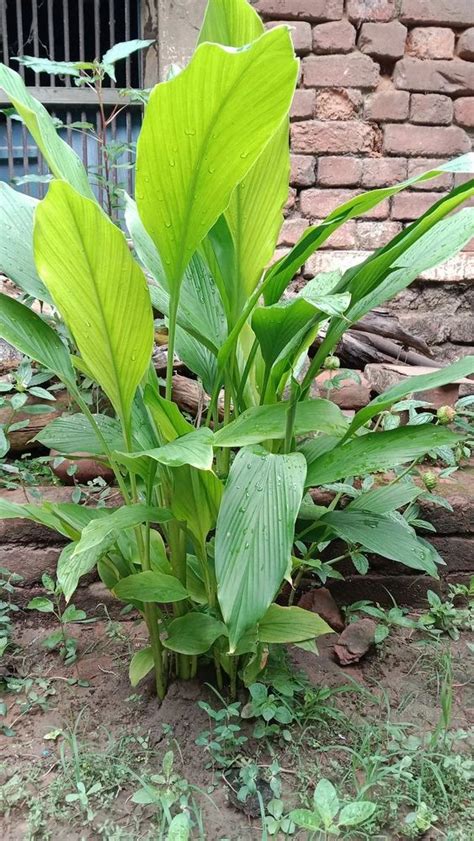 A Grade Yellow Mitha Adrak At ₹ 500 Kg In Patna Id 2852000892362