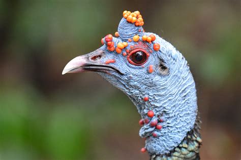 Yucatan Peninsula Ocellated Turkey