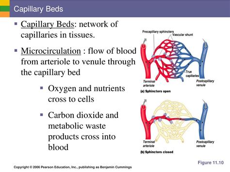 Ppt Capillary Beds Powerpoint Presentation Free Download Id2258956