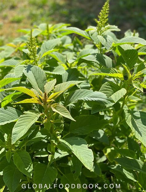 How To Grow Green Amaranth Plant Leaves Growing Greens Green