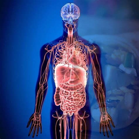 Understanding Hypermetabolism In Anorexia Peace And Nutrition™