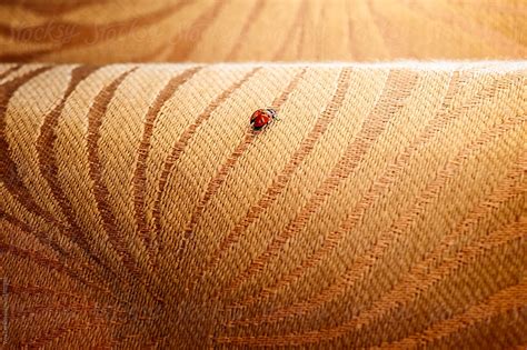 Exploring Ladybug Stock Image Image Of Ladybug Foot