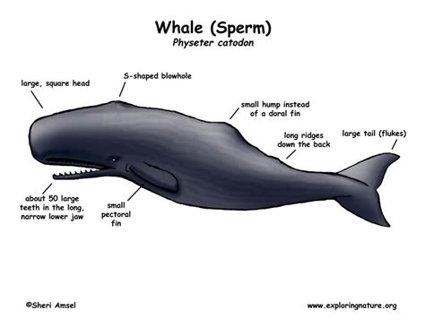 Whale Sperm