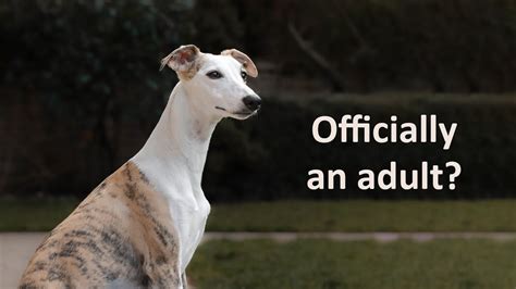 How Female Whippets Change After Their First Heat Cycle YouTube