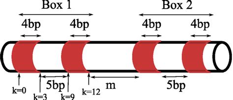 Fig S3 Schematic View Of The Structure Of The Comk Dna Binding Download Scientific Diagram
