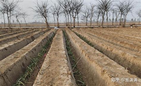 大葱移栽人工还是机械移栽看完您就知道 知乎