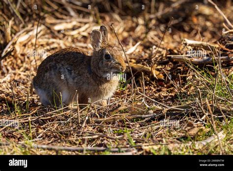 Eastern Cottontail Sylvilagus Floridanus In Chincoteague National
