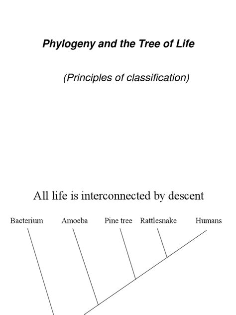 Principles Of Classification Pdf Homology Biology Taxonomy
