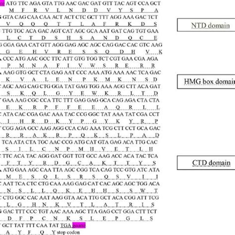 Sequence Of Nucleotides And Amino Acids In Recombinant Bovine Sry