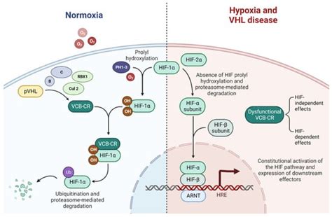 The Clinical And Molecular Features In The Vhl Renal Cancers Close Or