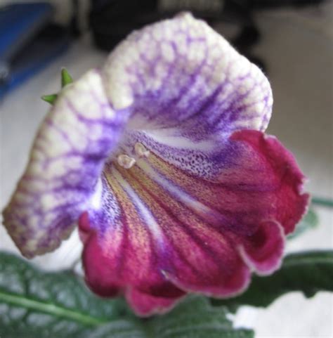 Pin by p. gilbert on Strep Flowers | Plants, Garden, Flowers