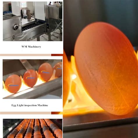 Light Transmission Egg Detecting Machine Wm Machinery