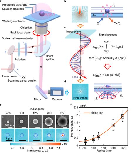 Dynamic Imaging Of Interfacial Electrochemistry On Single Ag Nanowires