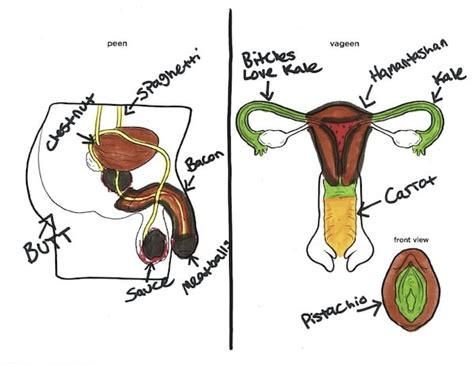 Anatomy Of Female Genitalia Diagram