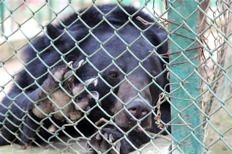 Premium Photo Close Up Of Bear In Cage