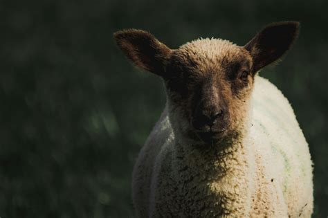 Learning About Sex And The Mother Daughter Bond By Deborah Mcdow