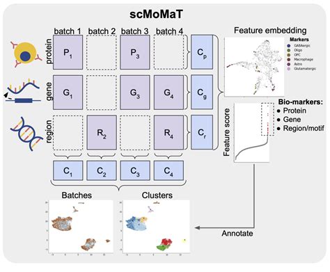Scmomat Jointly Performs Single Cell Mosaic Integration And Multi Modal