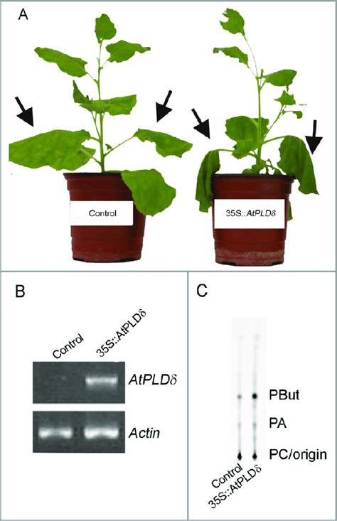 Transient Expression Of Atpldd In Nicotiana Benthamiana Five Weeks Old