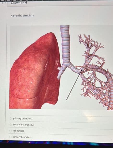 Question 4 Name The Structure Primary Bronchus Secondary Bronchus