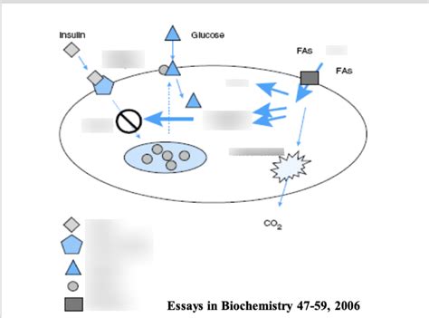 3 Diagram Schematic Showing Intramyocellular Lipid Interference With Insulin Signaling In