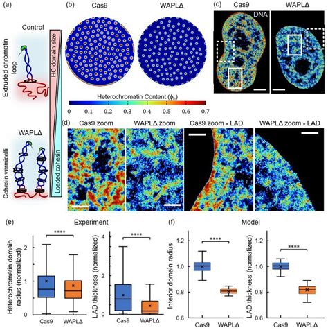 Heterochromatin Domains Become Smaller Upon Wapl Depletion A A Download Scientific Diagram