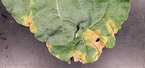 Black Rot 1 — Plant And Pest Advisory