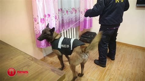 Мөрдөгч нохой Ice буюу мөс олж буй бичлэг Youtube