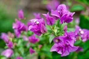 Red Flowering Trees And Shrubs