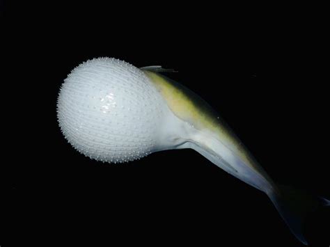 深圳周邊海域生物123有毒魚7 刺蠟頭東方魨 每日頭條