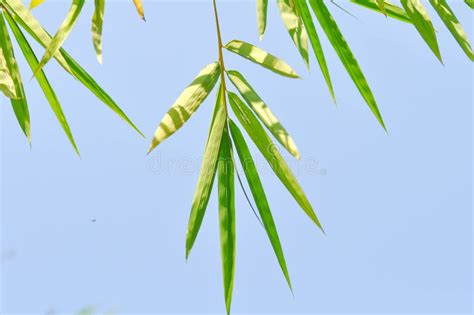 Bamboo Gramineae Or Poaceae Or Bambusa Arundinacea Willd Or Thorn