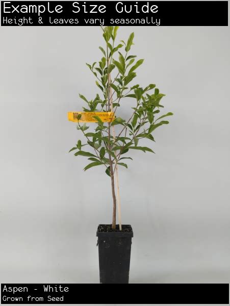 Buy Lemon Aspen Rainforest Trees Acronychia Acidula