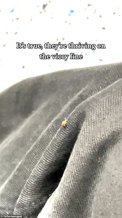 Panic As Bedbugs Found Crawling In The Soft Furnishings At West London