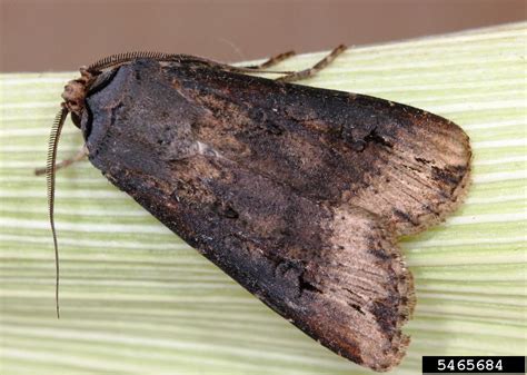 Black Cutworm Agrotis Ipsilon Hufnagel