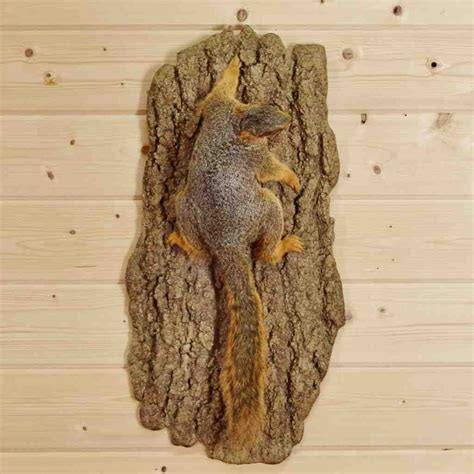 Fox Squirrel Climbing Taxidermy Mount Sw4318 Fox Squirrel