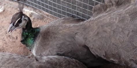 Do Peahens Lay Eggs Without A Mate