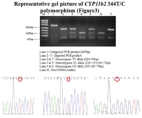 Allelic Discrimination Plot Of Taqman® Probe Genotype Determination