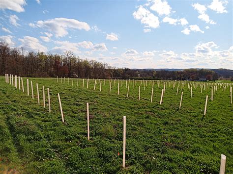 Tree Shelters Trees For Graziers