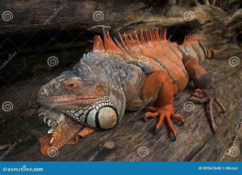 The Big Iguana Lizard Lies On The Old Tree Trunk Balinese Dragon Gray